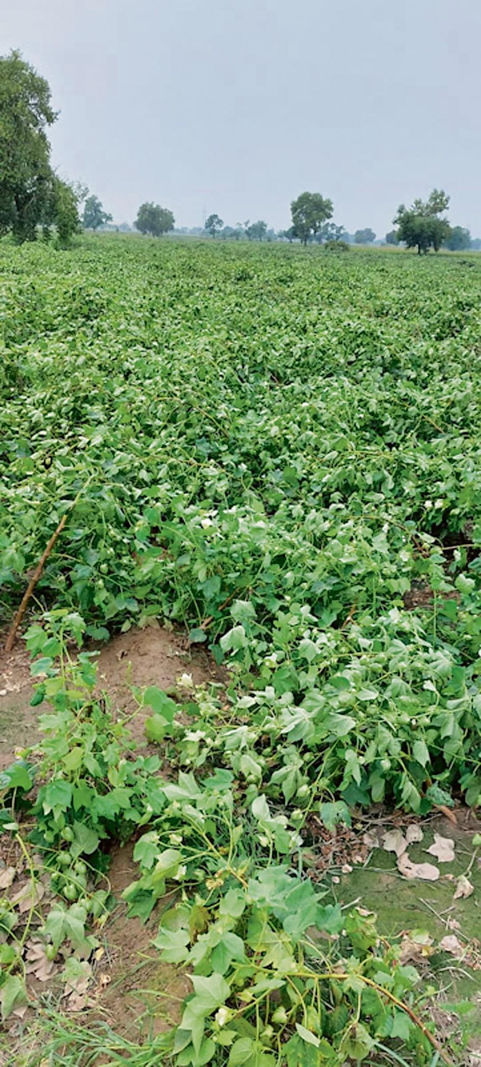 Rain Winds Dash Muktsar Cotton Farmers Hopes Wisdom Cotton
